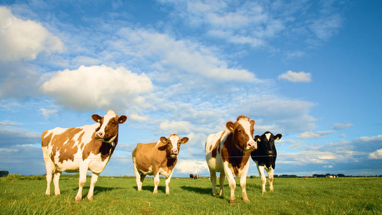 Things you didn't know about steak