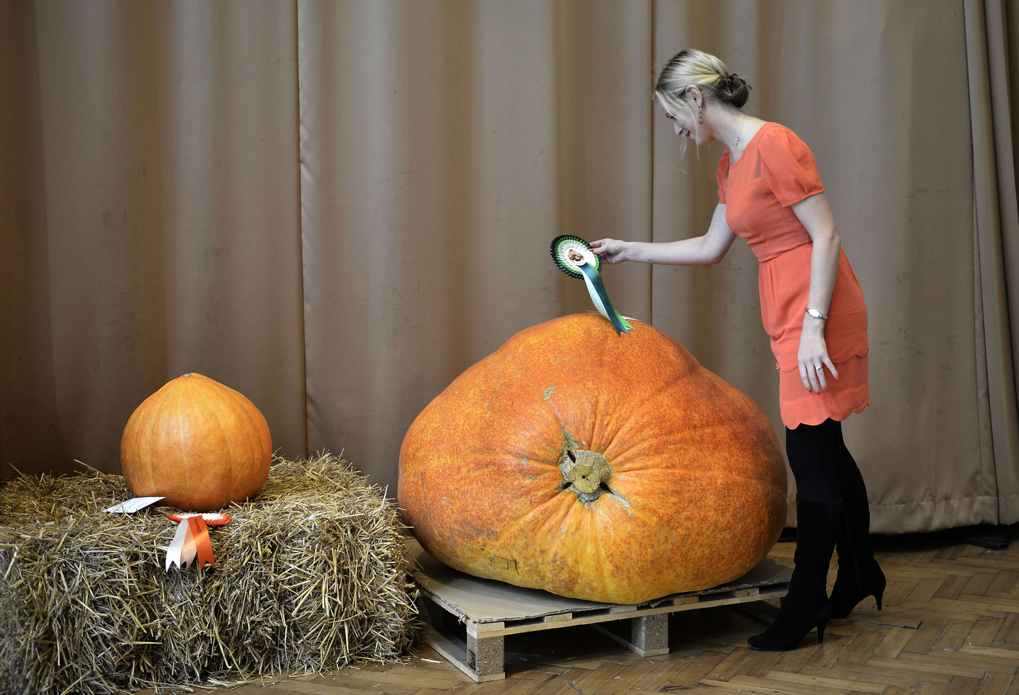 RHS London Harvest Festival Show | Things to do in London