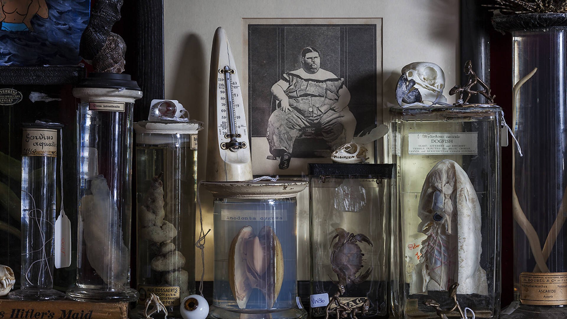 The Viktor Wynd Museum of Curiosities, Fine Art & Natural History ...