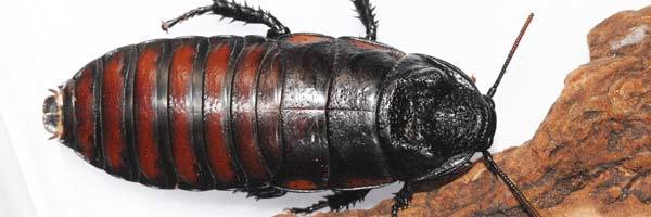 Meet The Insects: Talk | Things to do in Edinburgh