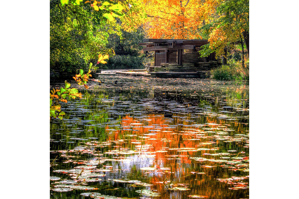 Fall 2014 photos of the leaves turning in Chicago