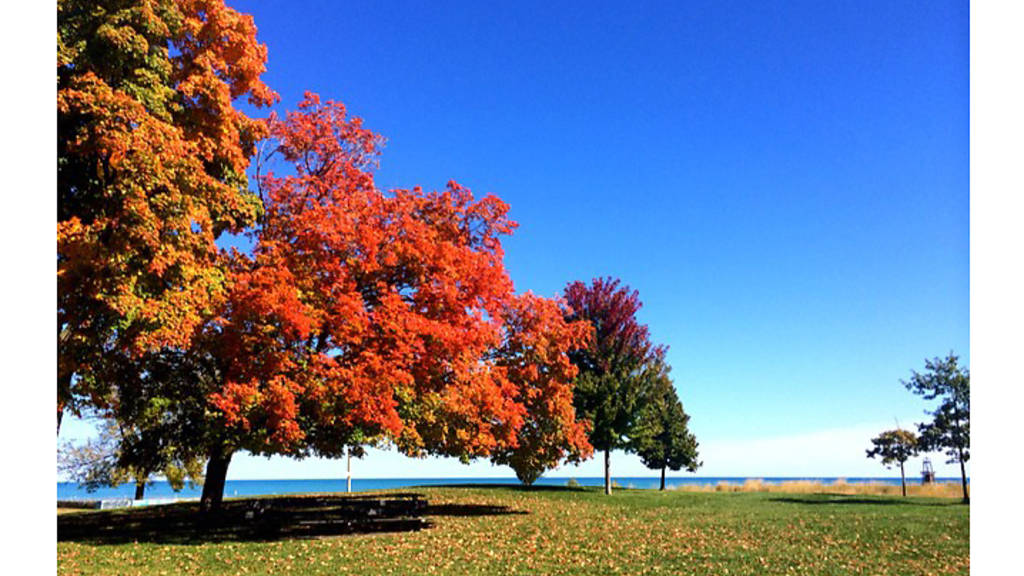 Fall 2014 photos of the leaves turning in Chicago