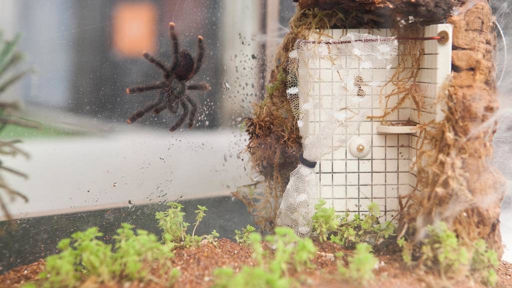 Spider Pavilion at the Natural History Museum (slide show)
