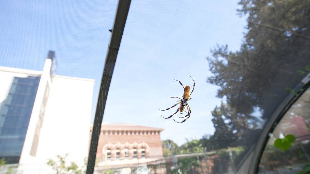 Spider Pavilion at the Natural History Museum (slide show)