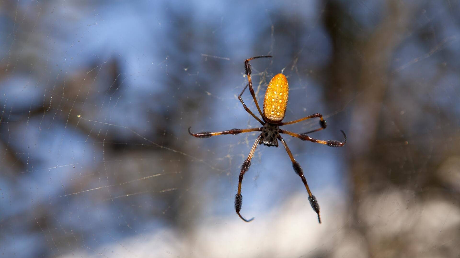 Spider Pavilion | Things to do in Los Angeles