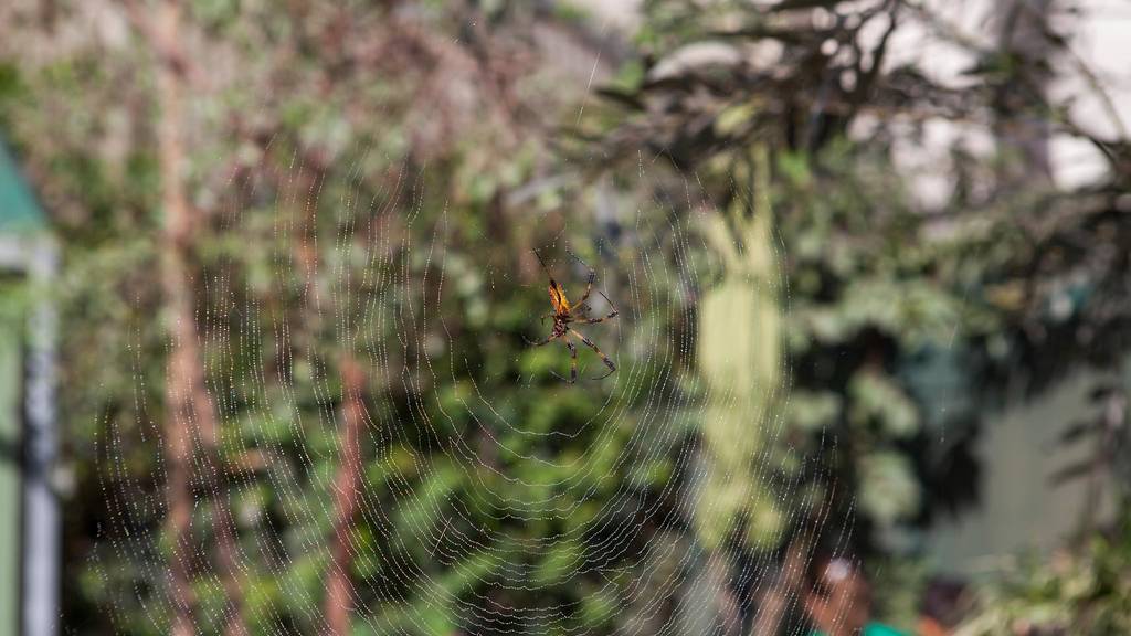 Spider Pavilion at the Natural History Museum (slide show)