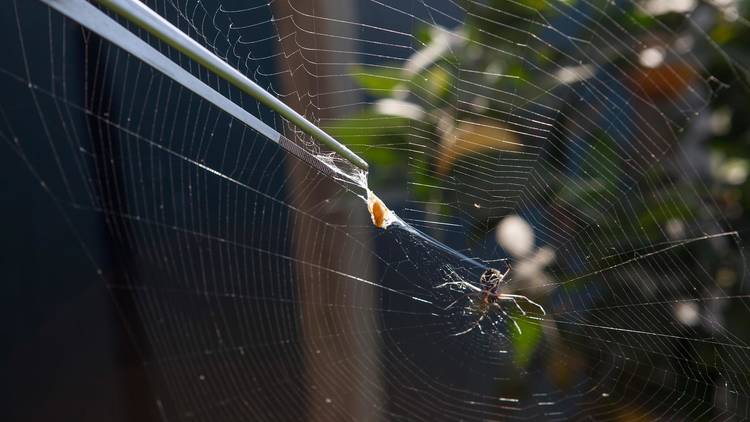 Spider Pavilion at the Natural History Museum (slide show)