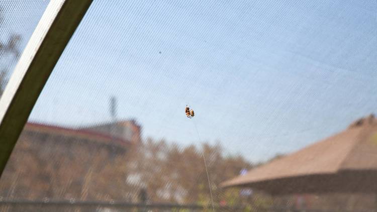 Spider Pavilion at the Natural History Museum (slide show)