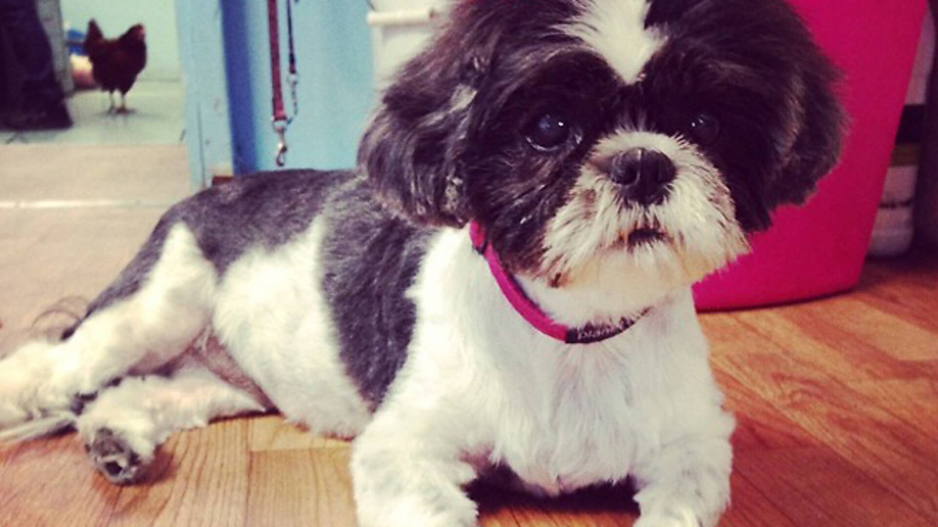 Best places for pet adoption in NYC including foster centers