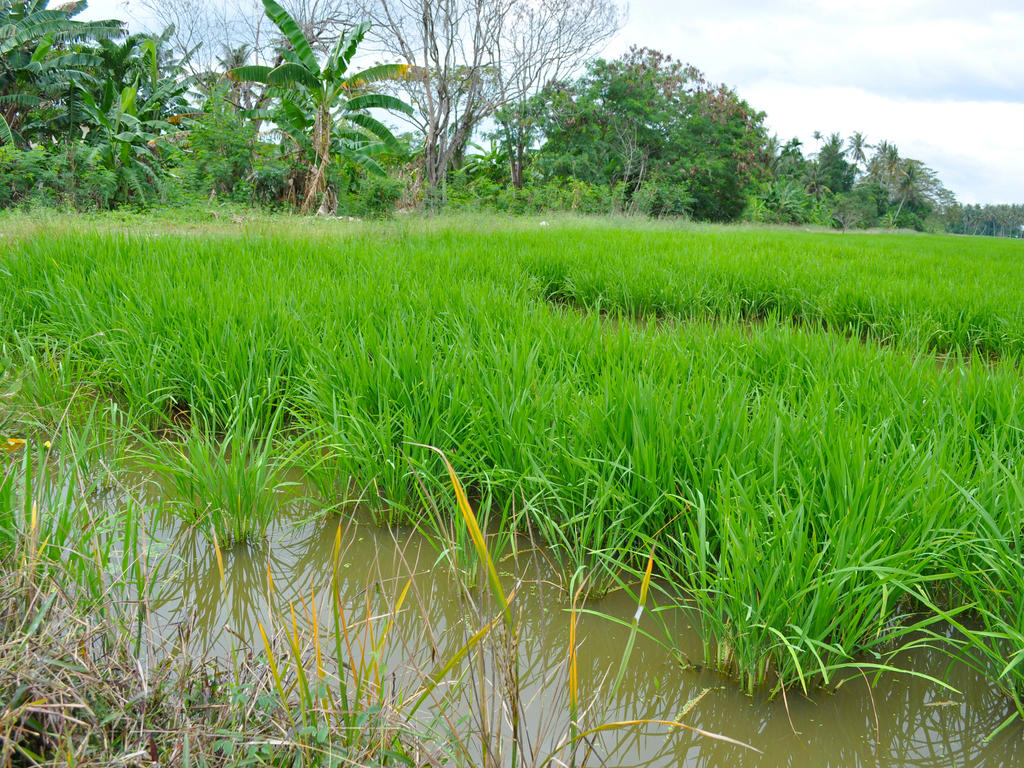 50 things to see in Penang