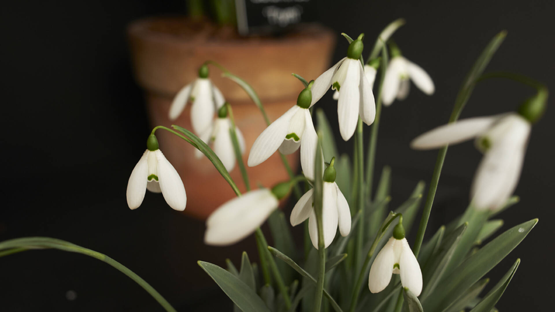 Snowdrop Days | Things to do in London