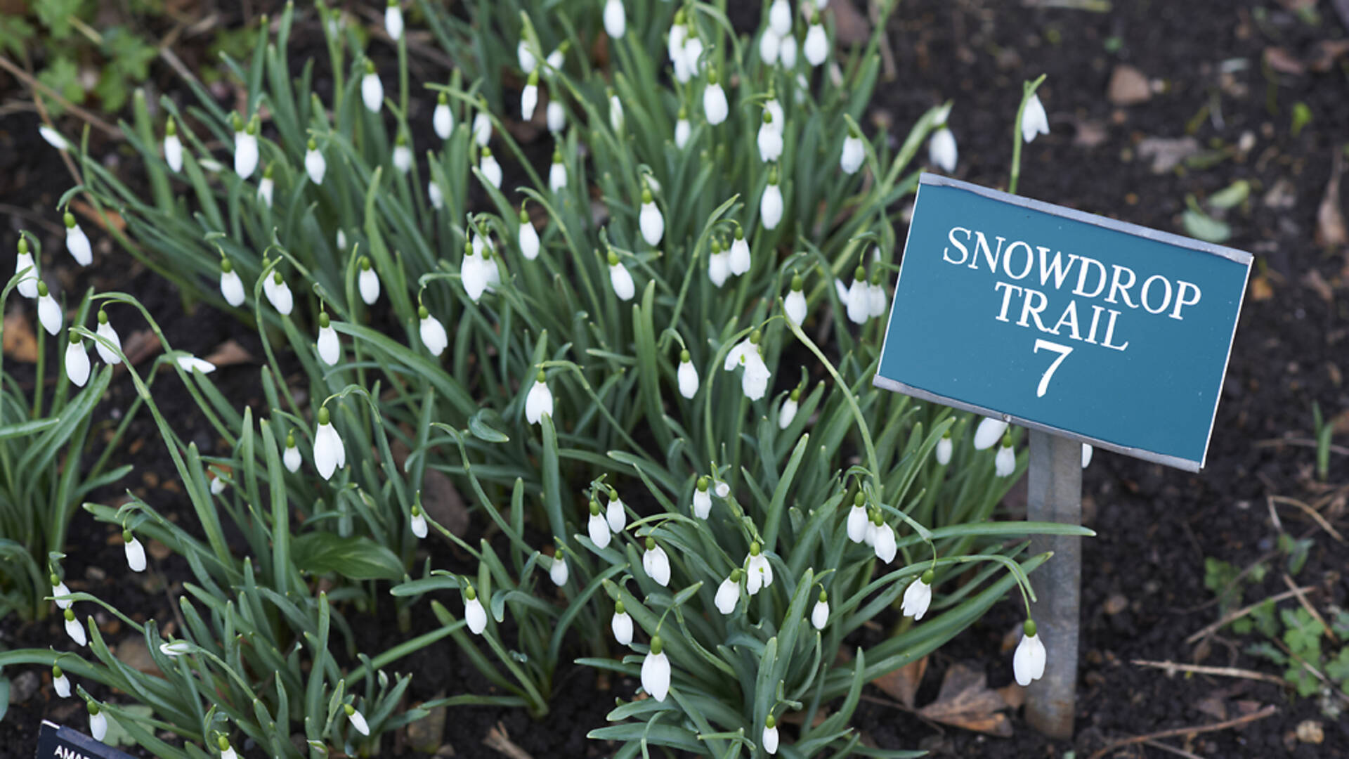 Snowdrop Days | Things to do in London