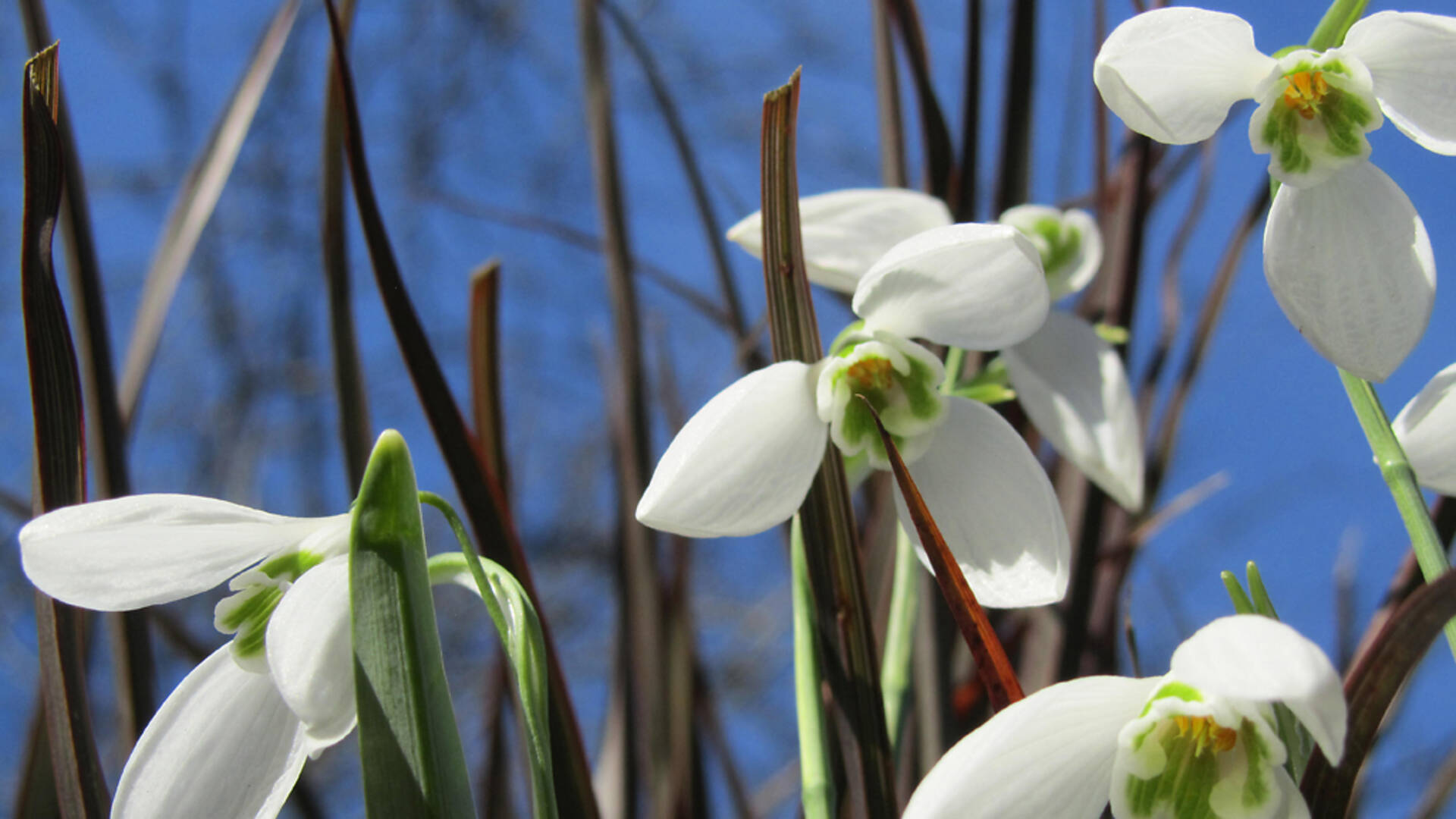 Snowdrop Days | Things to do in London