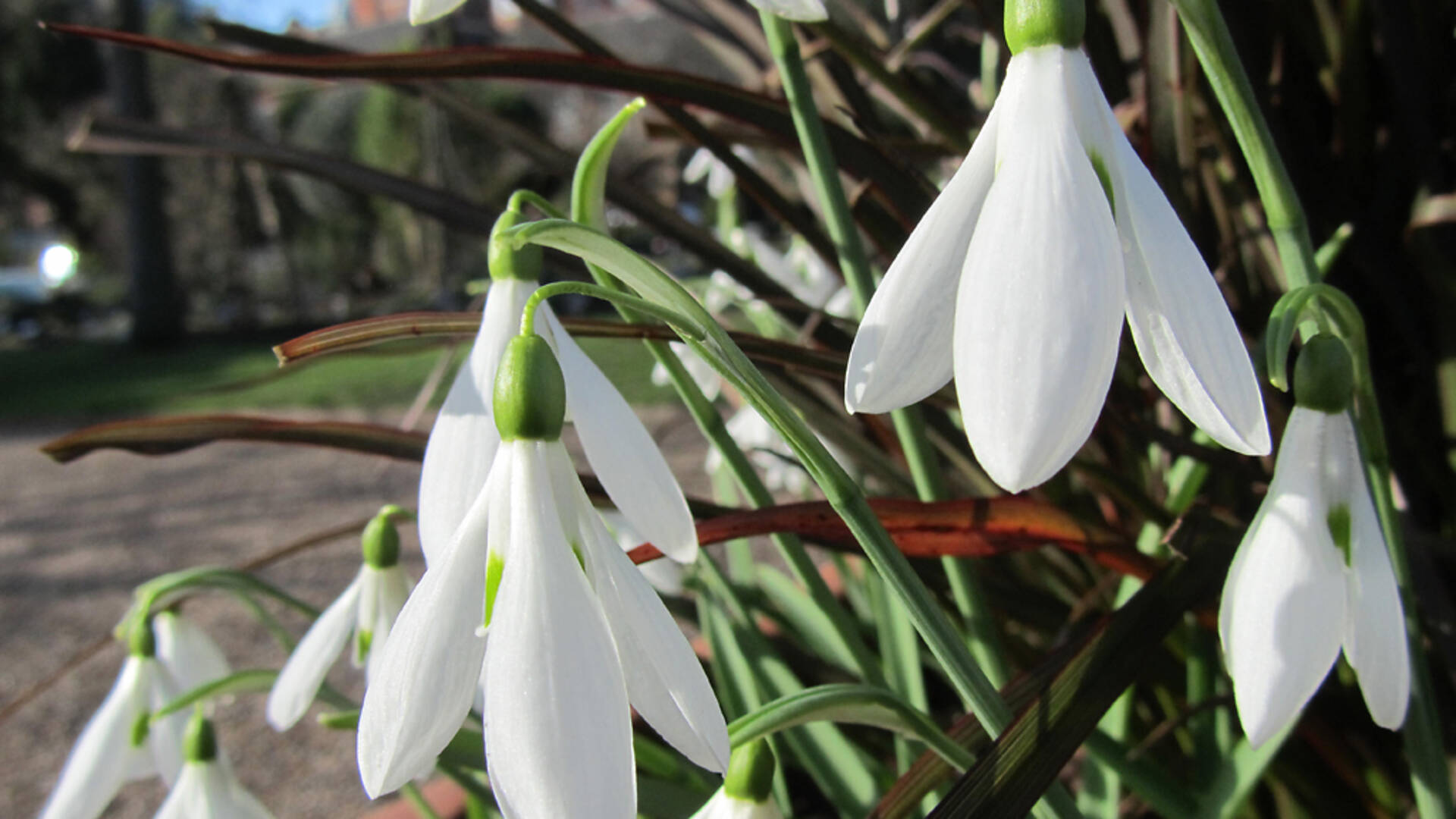 Snowdrop Days | Things to do in London