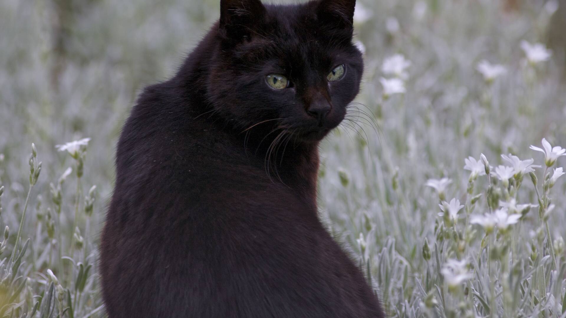 Where to meet the cats of Paris | Things to do | Time Out Paris