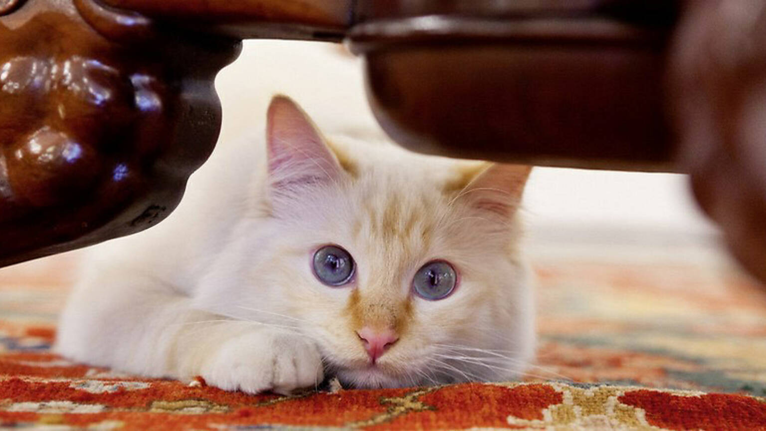 Where to meet the cats of Paris | Things to do | Time Out Paris