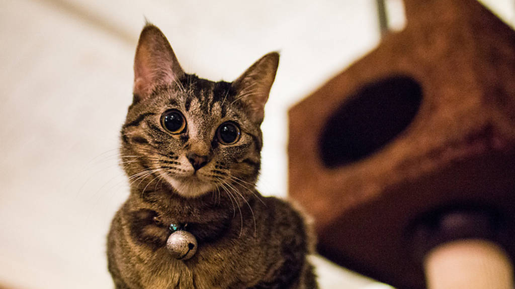 Where to meet the cats of Paris | Things to do | Time Out Paris