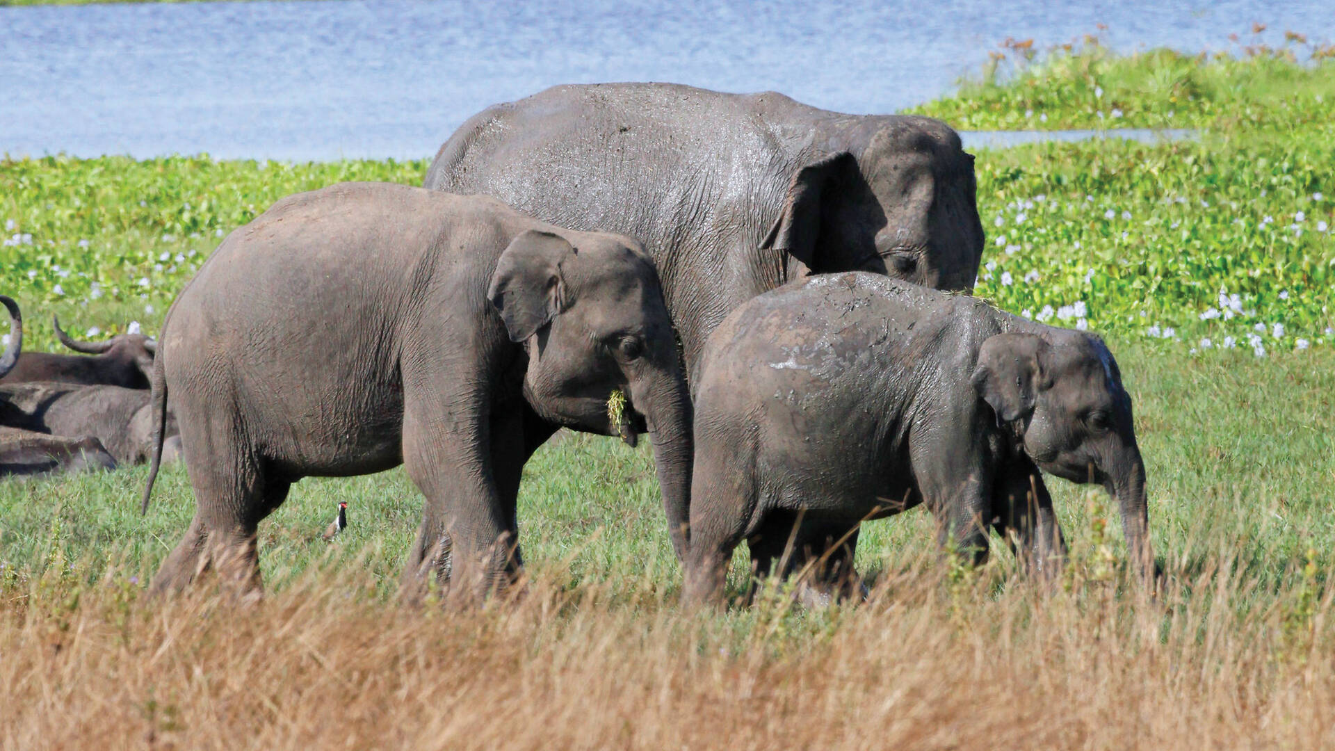 Wasgamuwa National Park | Travel in Polonnaruwa, Sri Lanka