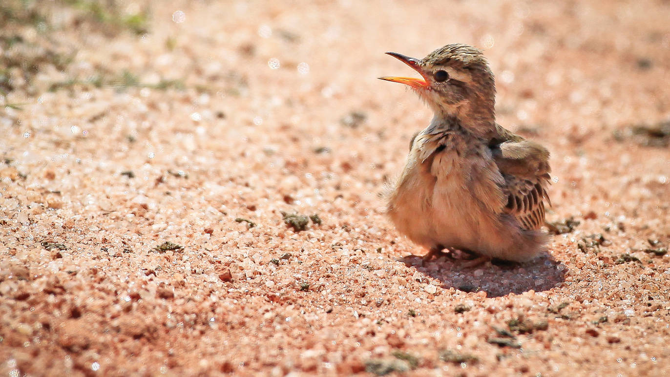 Kalametiya Bird Sanctuary | Things to do in Hambantota, Sri Lanka