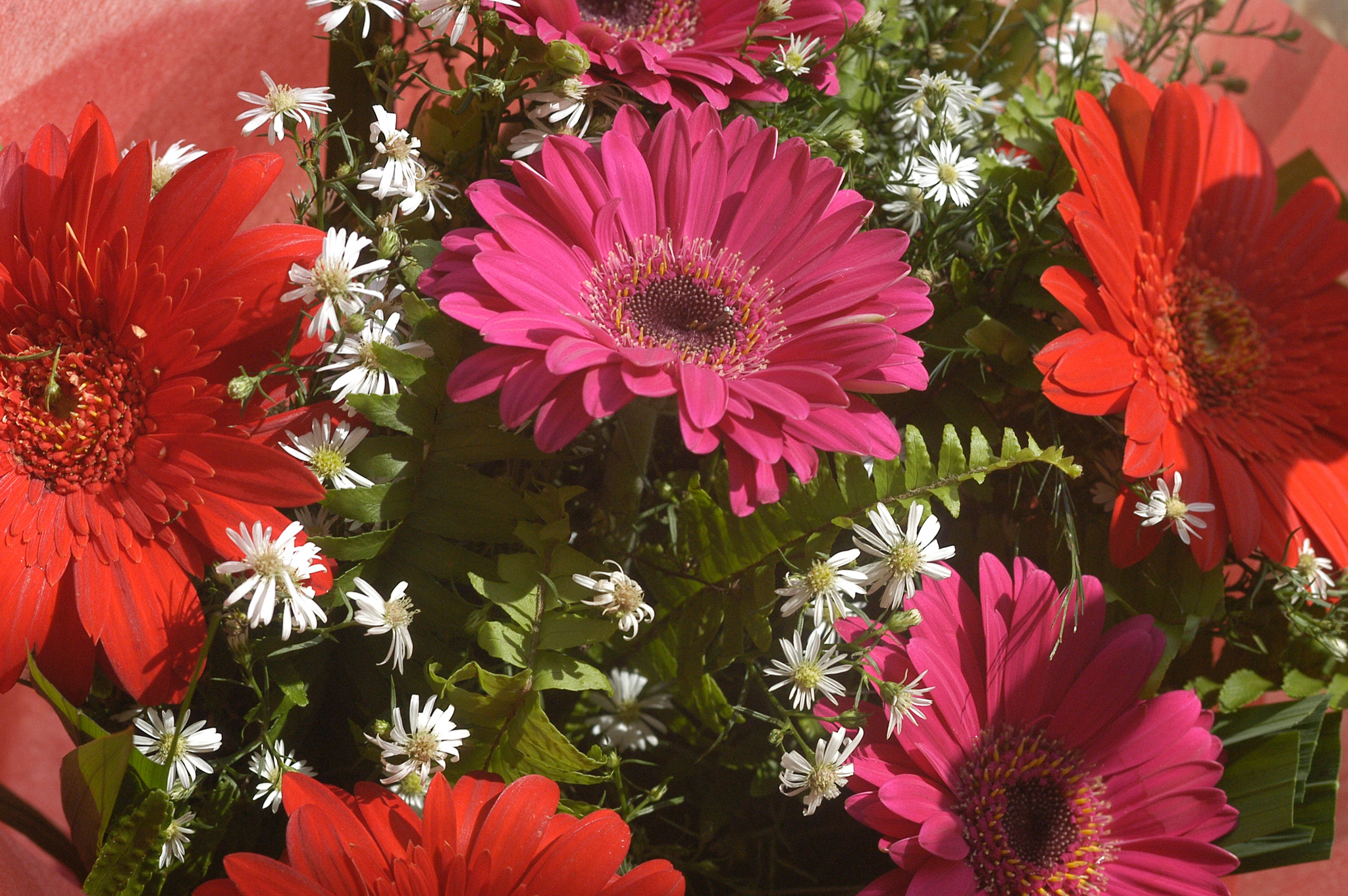 Jabra Flower Plant In Sri Lanka | Best Flower Site