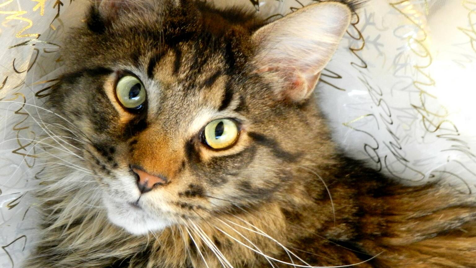 Where to meet the cats of Paris | Things to do | Time Out Paris