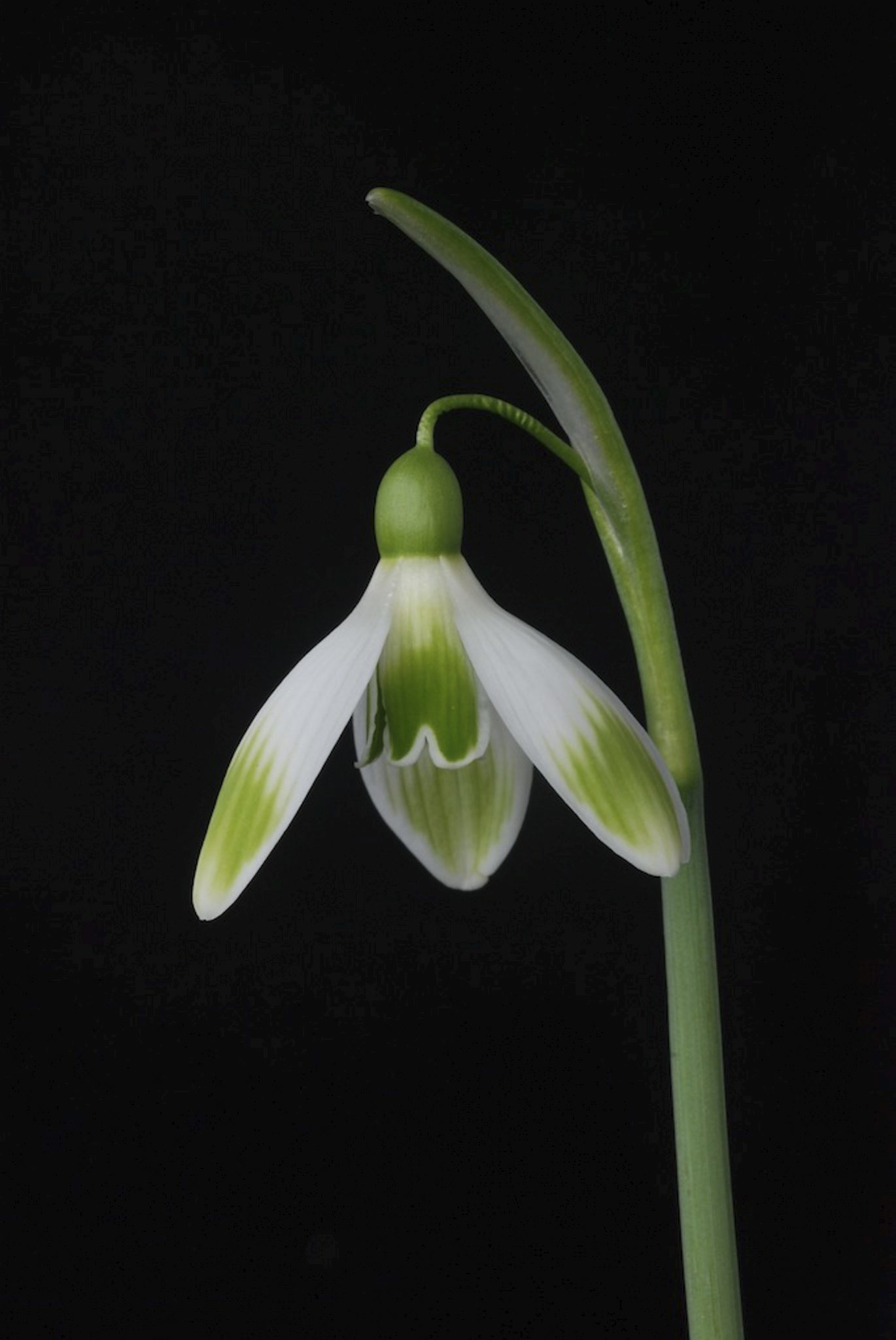 The Ultimate Snowdrop Sale | Things to do in London