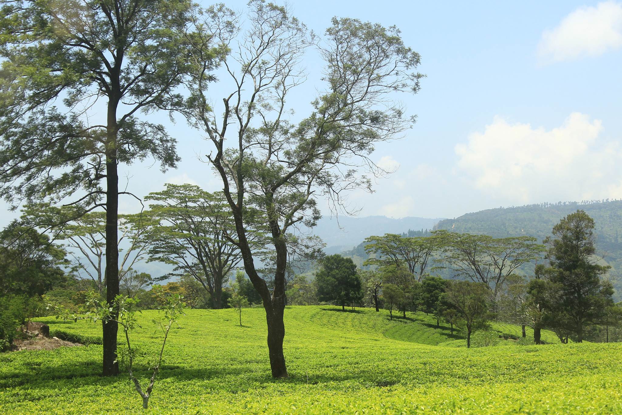 Ceylon Tea plantations In Sri Lanka | Time Out Sri Lanka