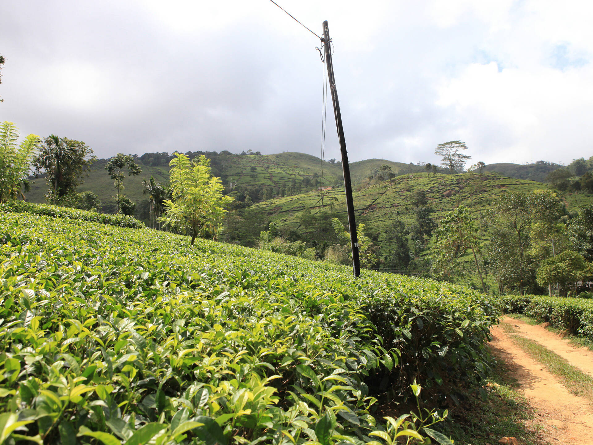 Ceylon Tea plantations In Sri Lanka | Time Out Sri Lanka