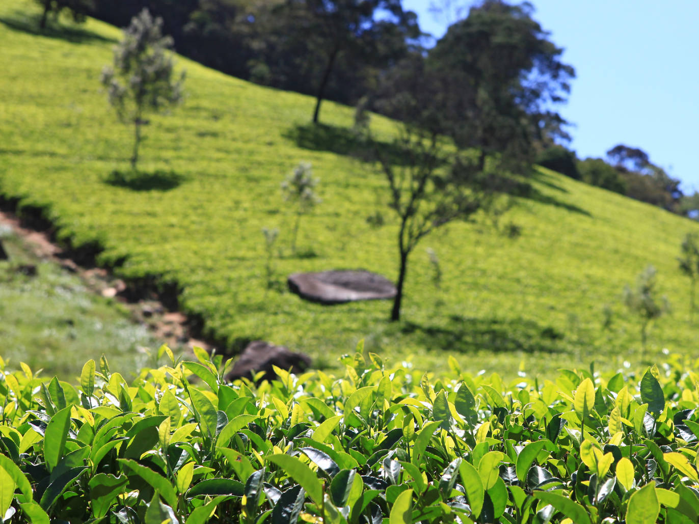 Ceylon Tea plantations In Sri Lanka | Time Out Sri Lanka