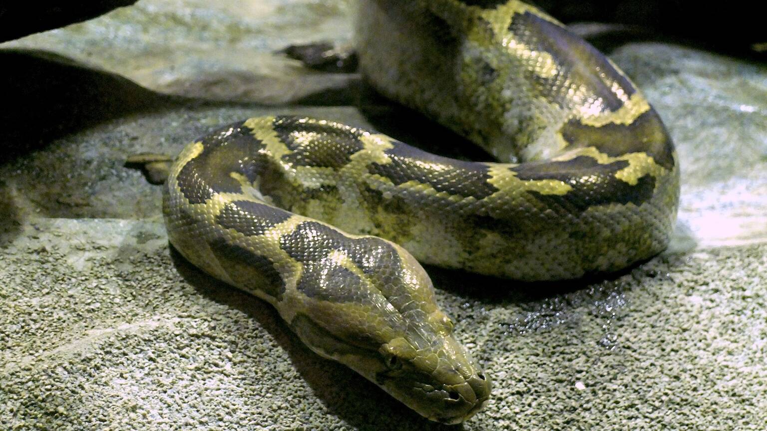 Ménagerie du Jardin des Plantes | Attractions in 5e arrondissement, Paris