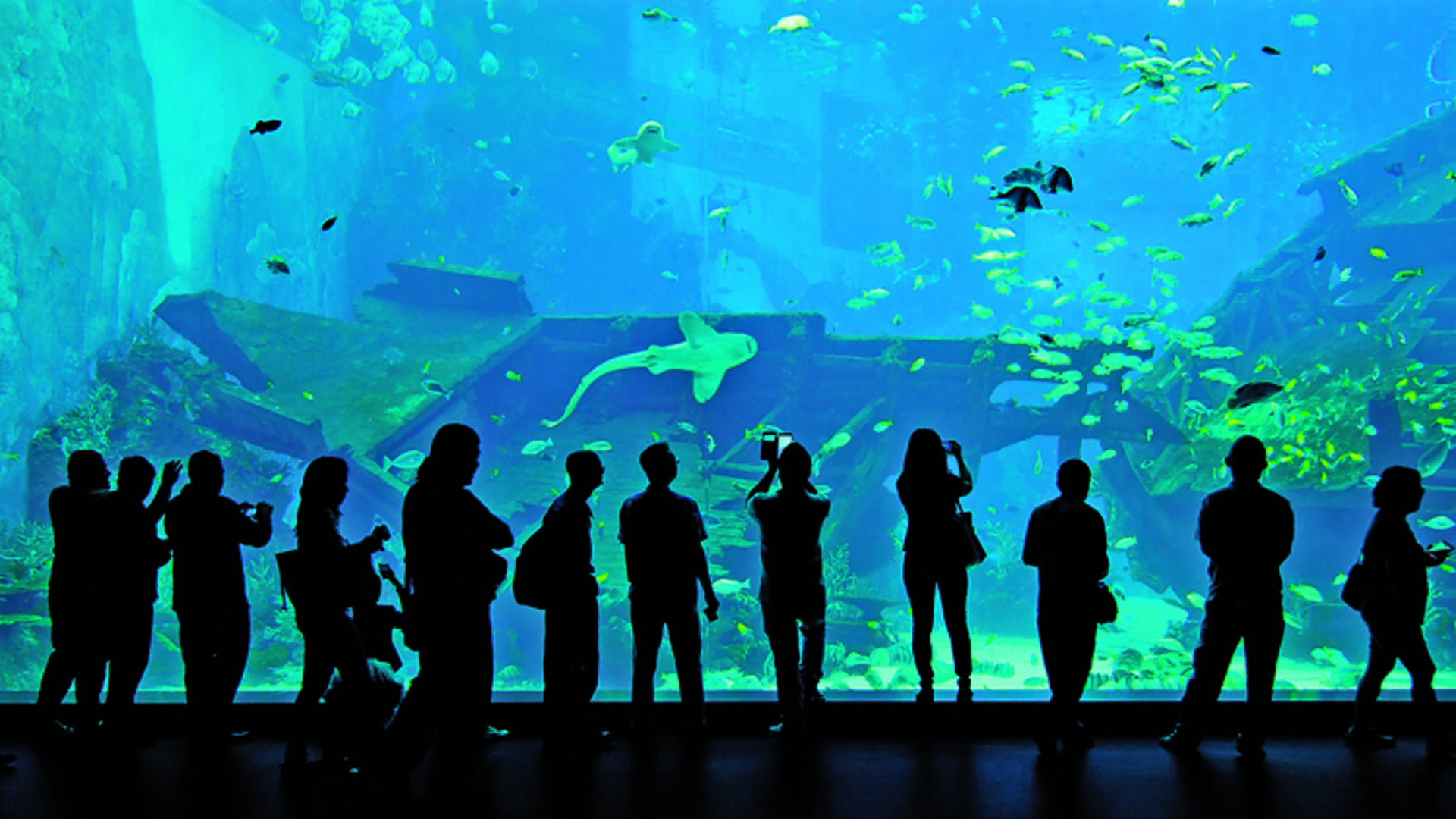 SEA Aquarium at Resorts World Sentosa | Things to do in Sentosa, Singapore