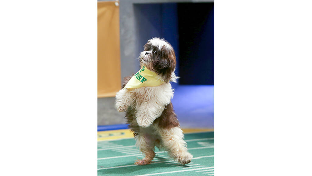 Photos of the Puppy Bowl XI lineup