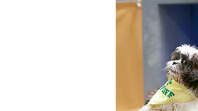 Photos of the Puppy Bowl XI lineup