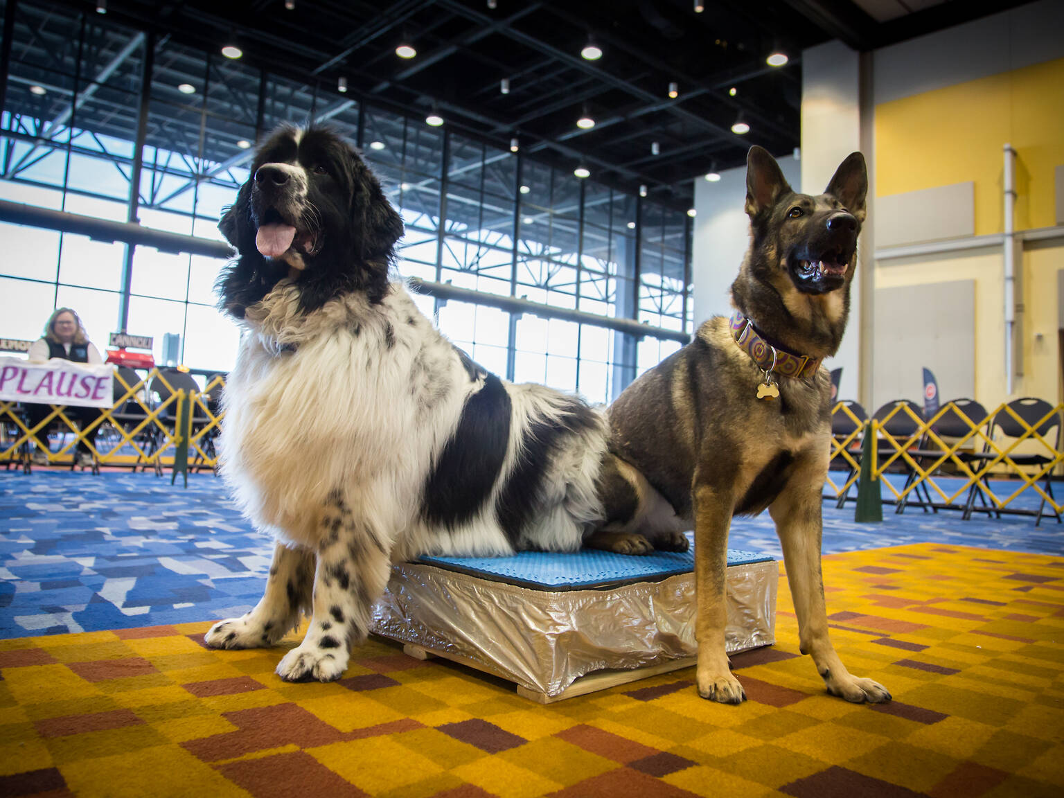 Photos from the International Kennel Club Dog Show at McCormick Place