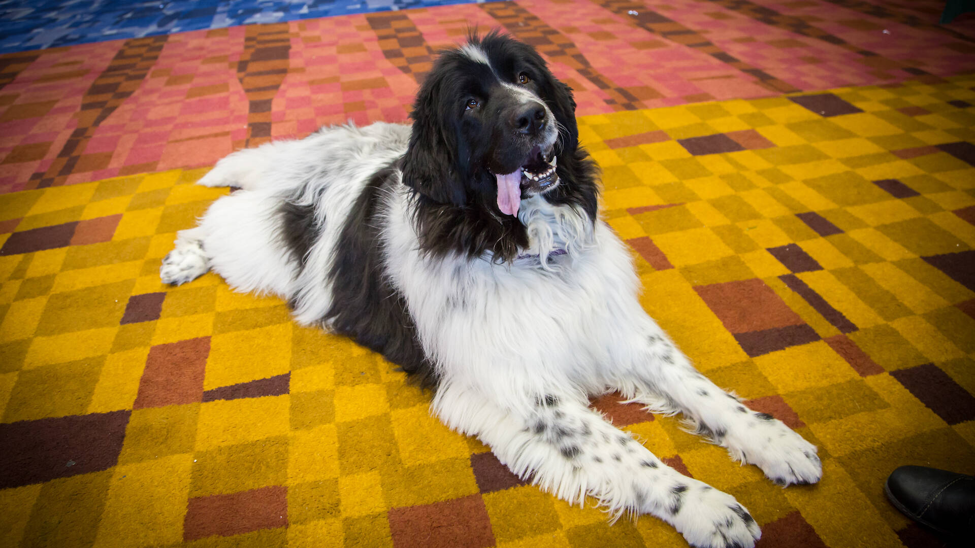 Photos from the International Kennel Club Dog Show at McCormick Place