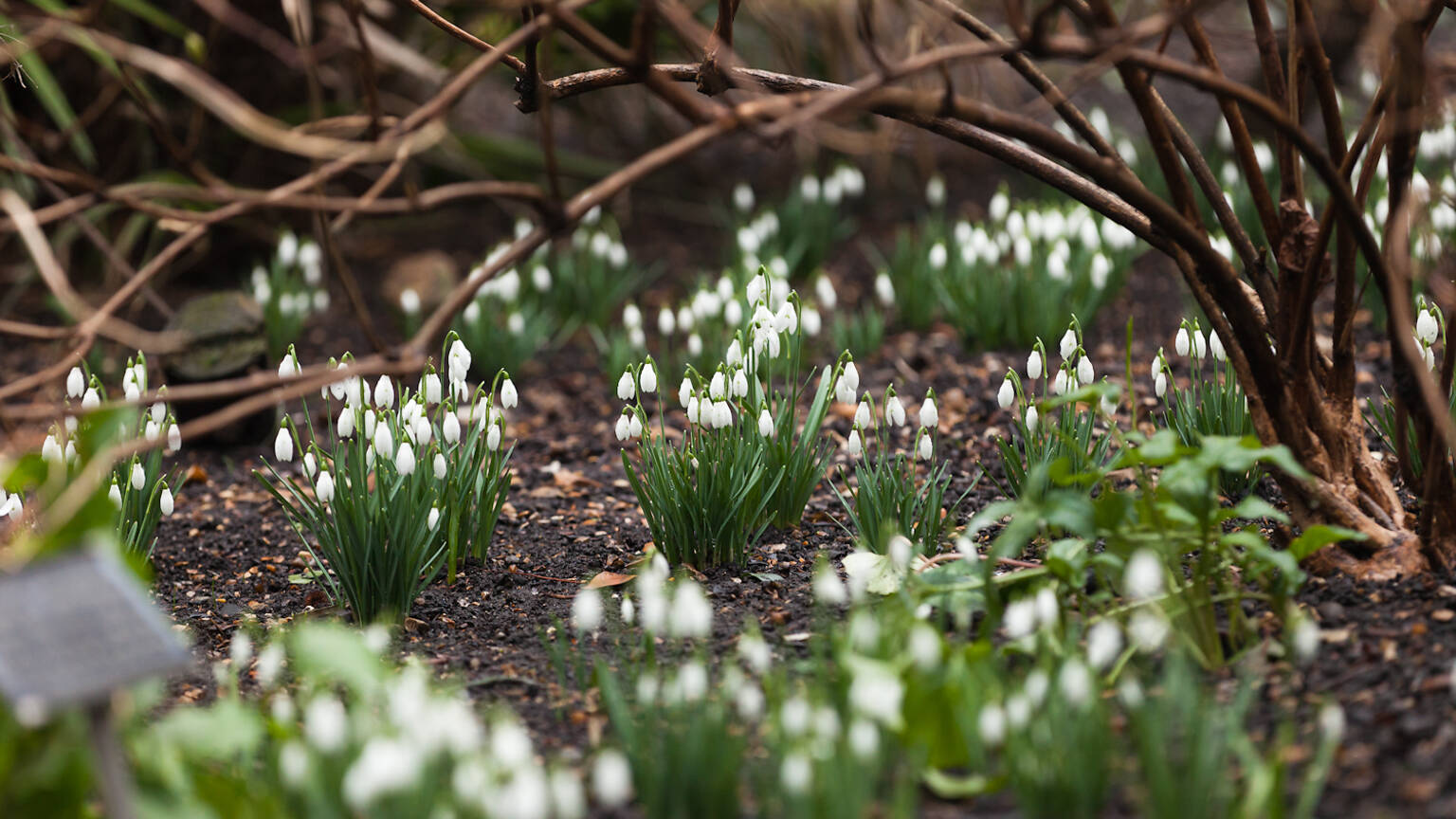 Snowdrop Days | Things to do in London