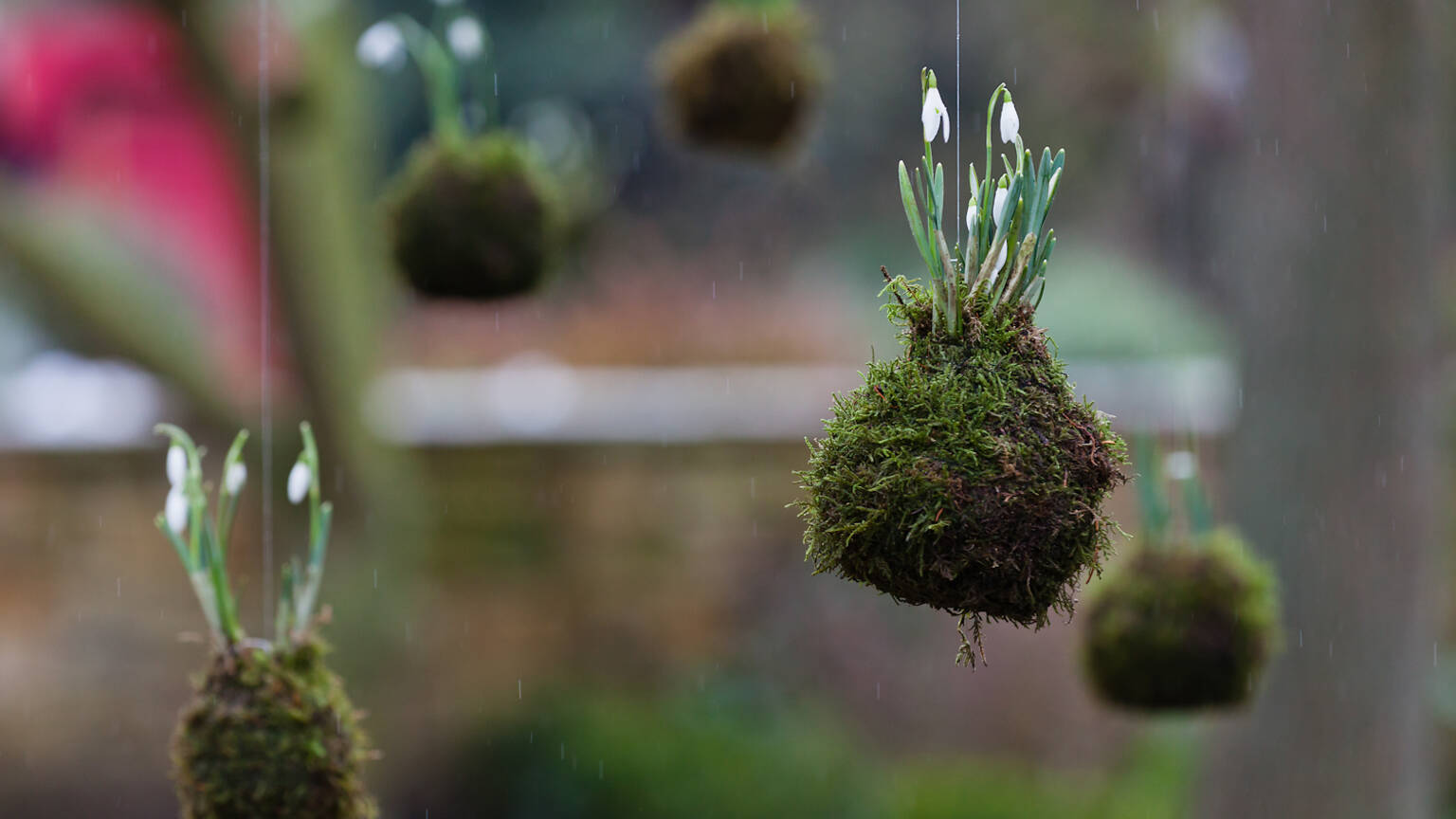 Snowdrop Days | Things to do in London