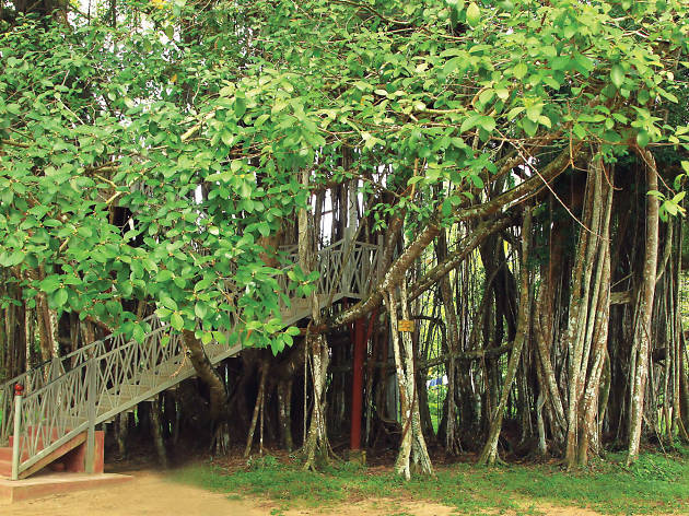 Henarathgoda Botanical Garden | Things to do in Gampaha, Sri Lanka