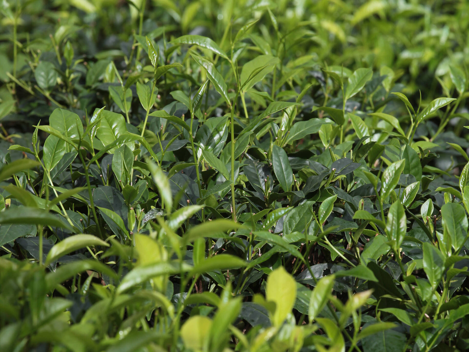 Ceylon Tea plantations In Sri Lanka | Time Out Sri Lanka