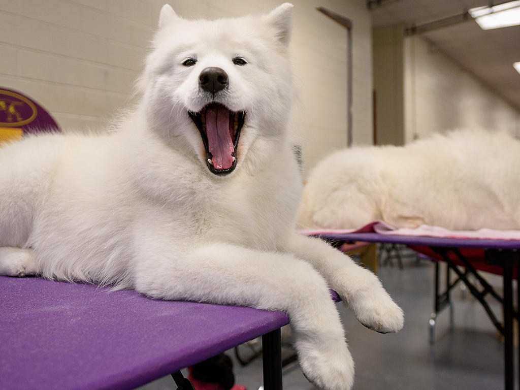 Westminster dog show 2015: See photos of the annual dog show at Madison ...