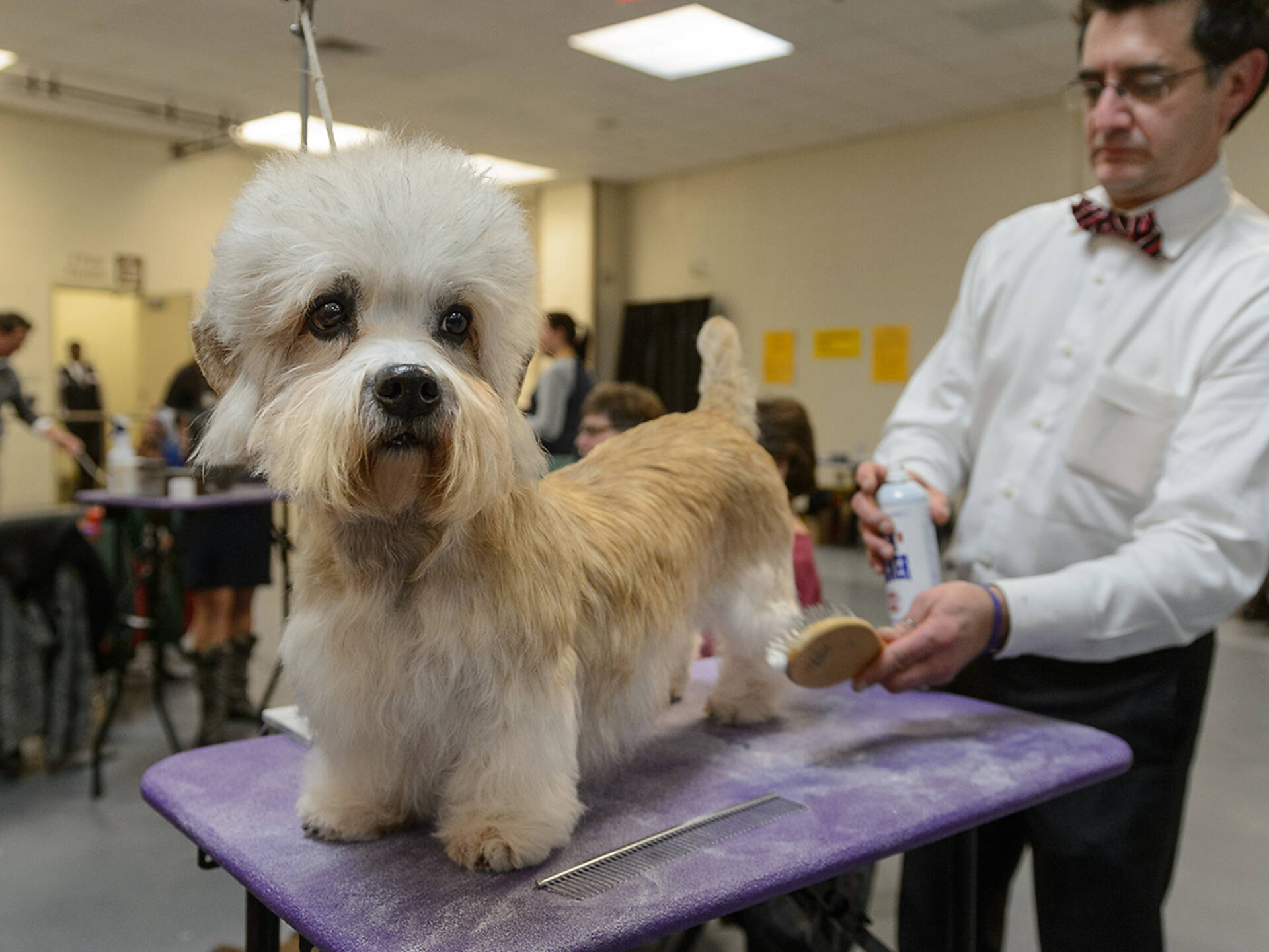 Westminster dog show 2015: See photos of the annual dog show at Madison ...