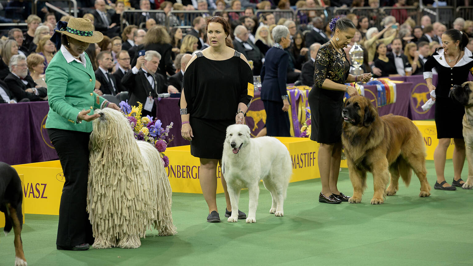Westminster dog show 2015: See photos of the annual dog show at Madison ...
