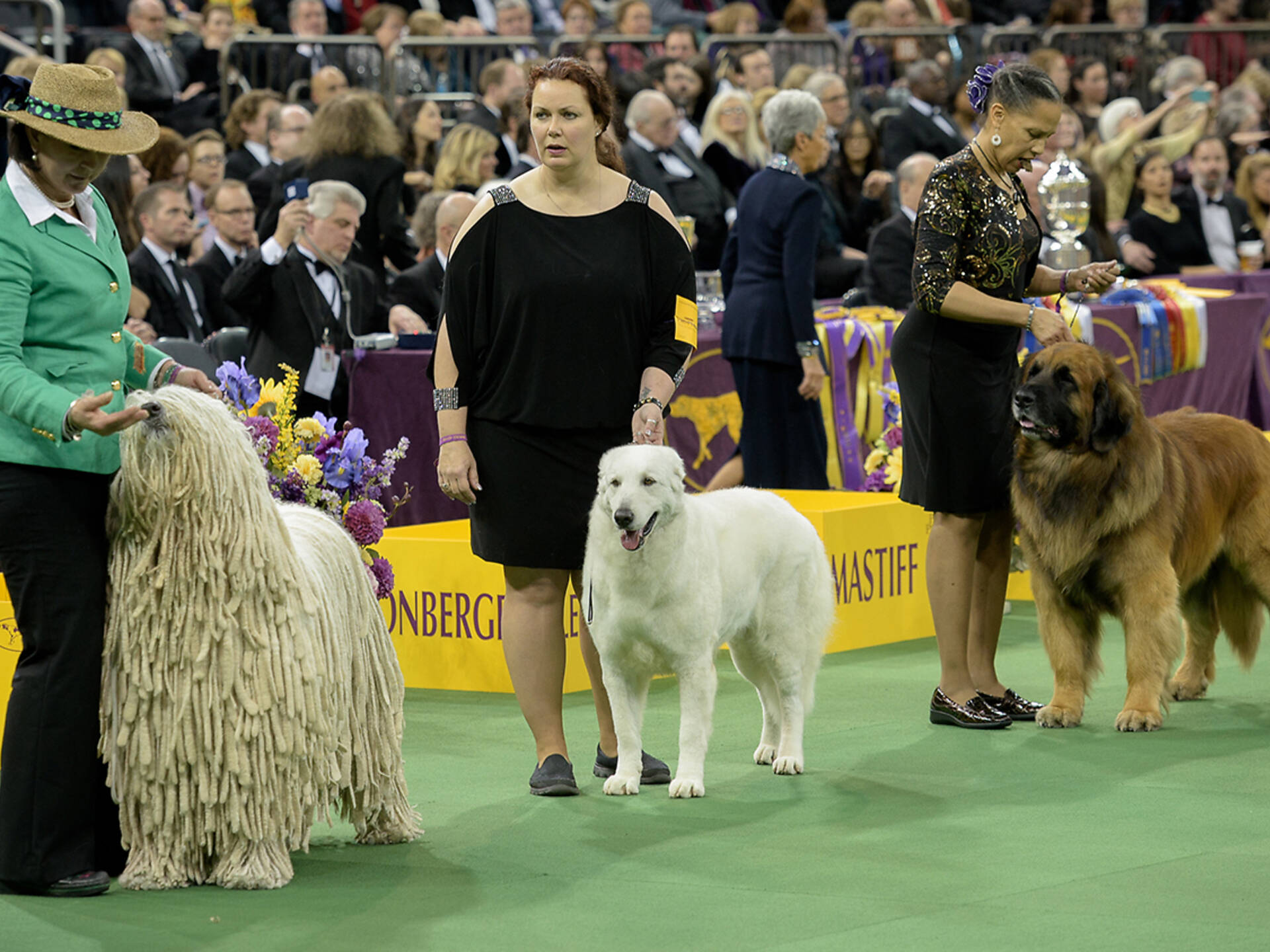 Westminster dog show 2015: See photos of the annual dog show at Madison ...