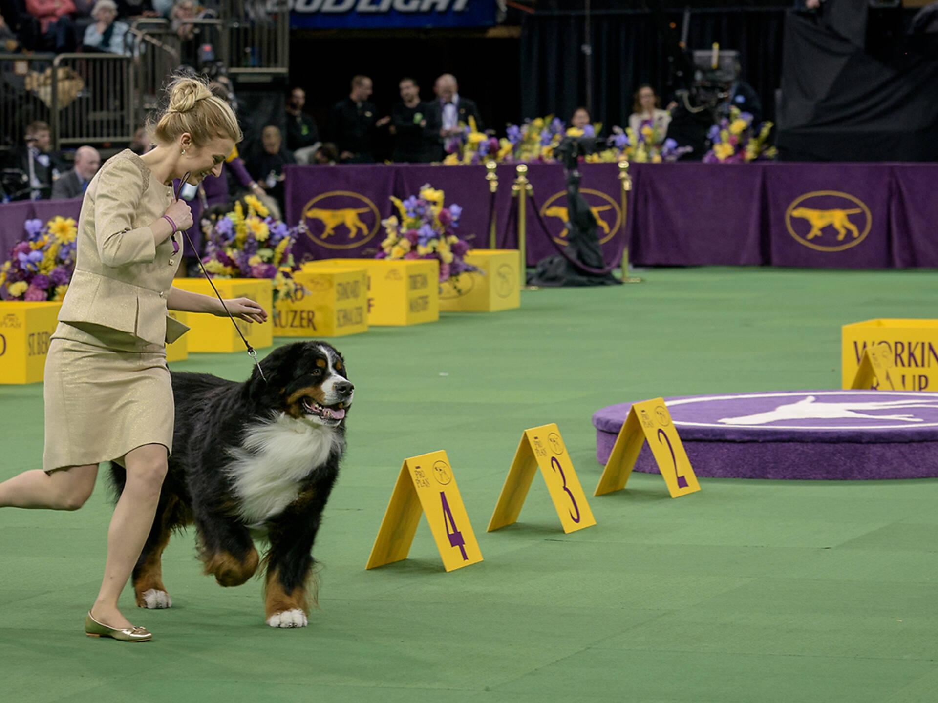 Westminster dog show 2015: See photos of the annual dog show at Madison ...