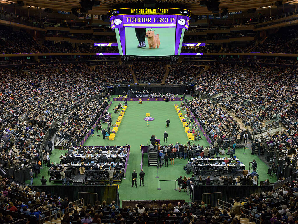Westminster dog show 2015: See photos of the annual dog show at Madison ...