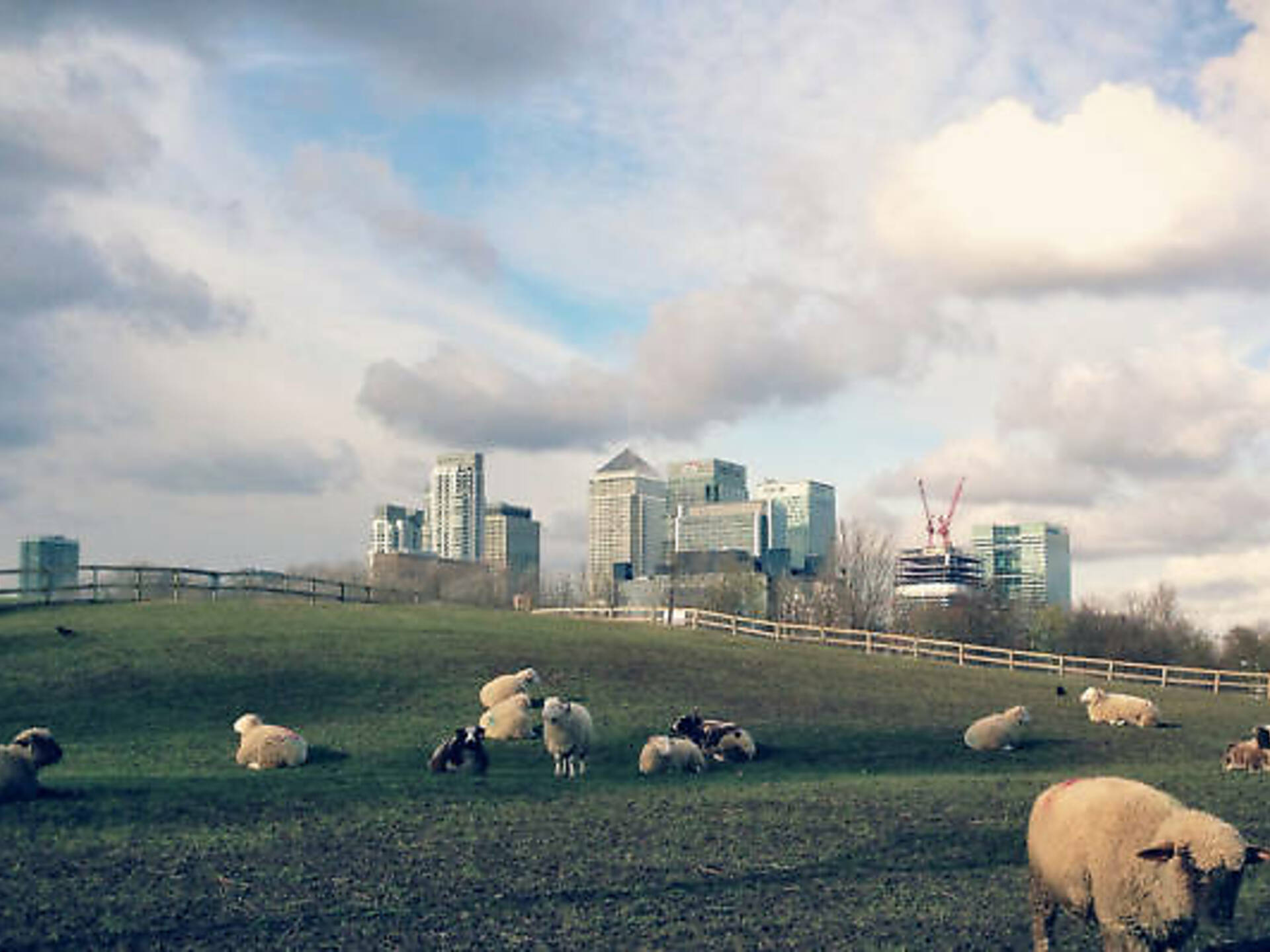 16 pictures of sheep and goats chilling in London