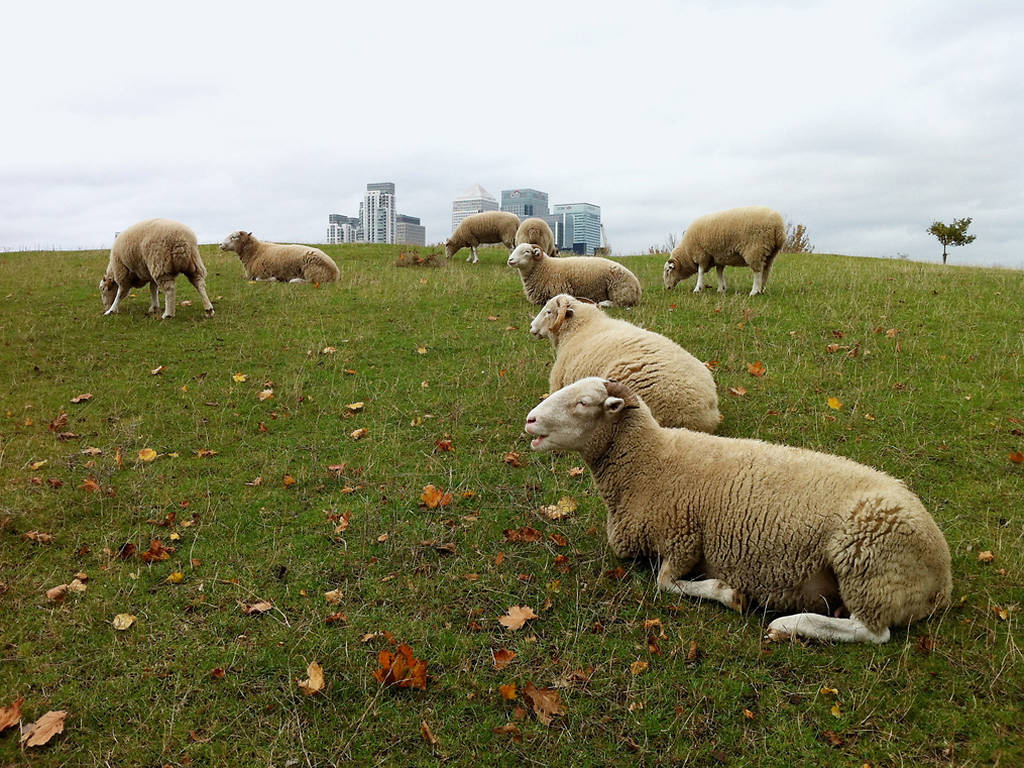 16 pictures of sheep and goats chilling in London