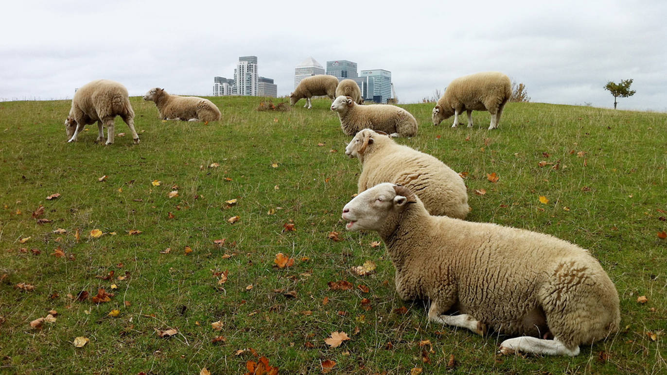 Mudchute Park and Farm | Things to do in Isle of Dogs, London