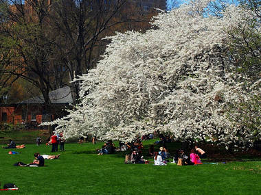 Prepare to swoon at these 20 beautiful photos of NYC in spring