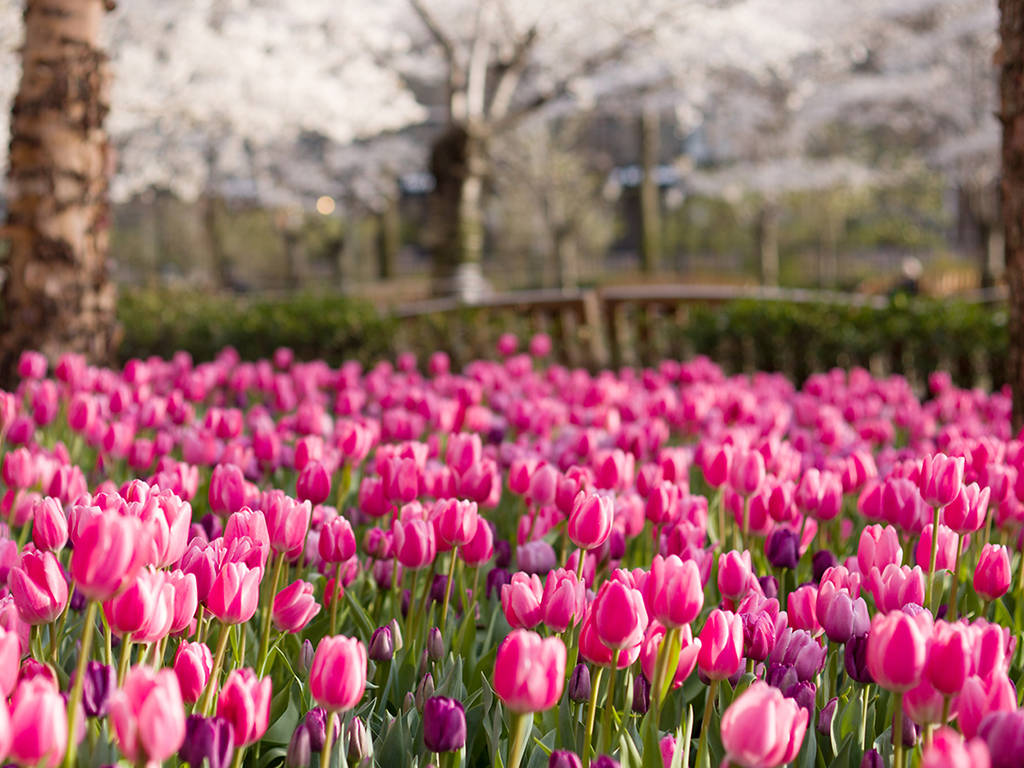 Prepare to swoon at these 20 beautiful photos of NYC in spring